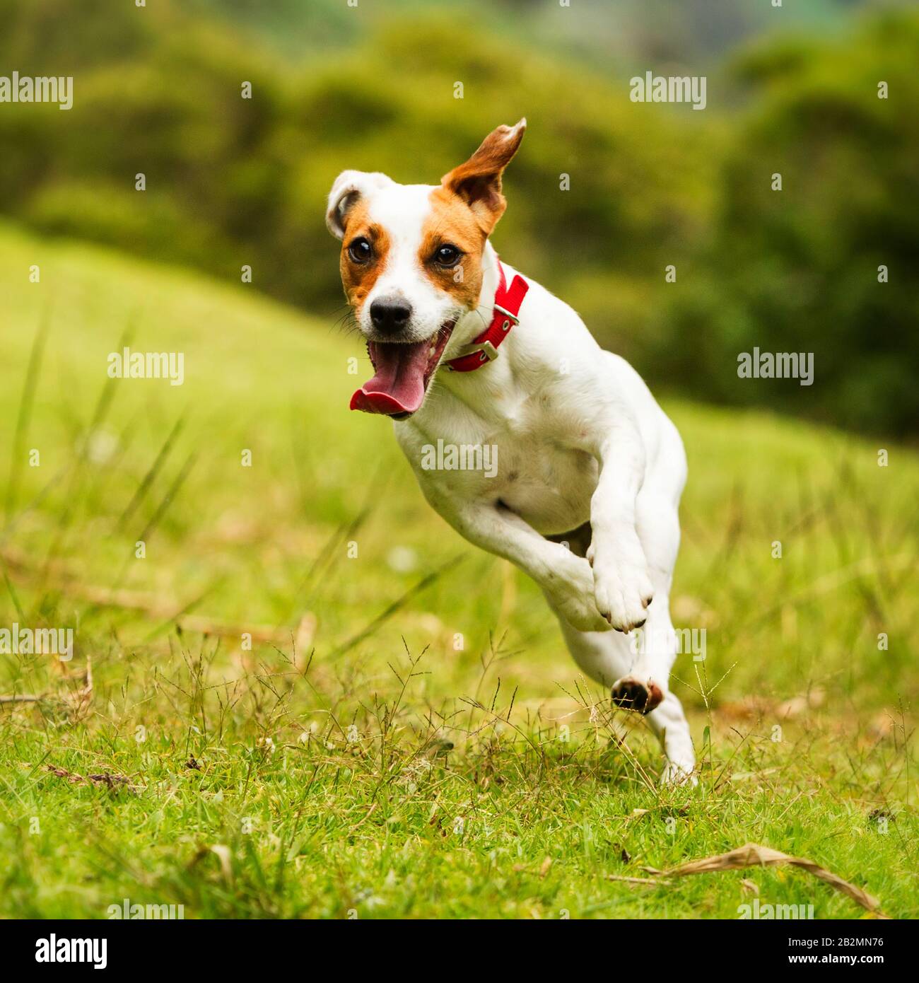 Happy Dog Running To The Camera Low Angle High Speed Shot Stock Photo ...