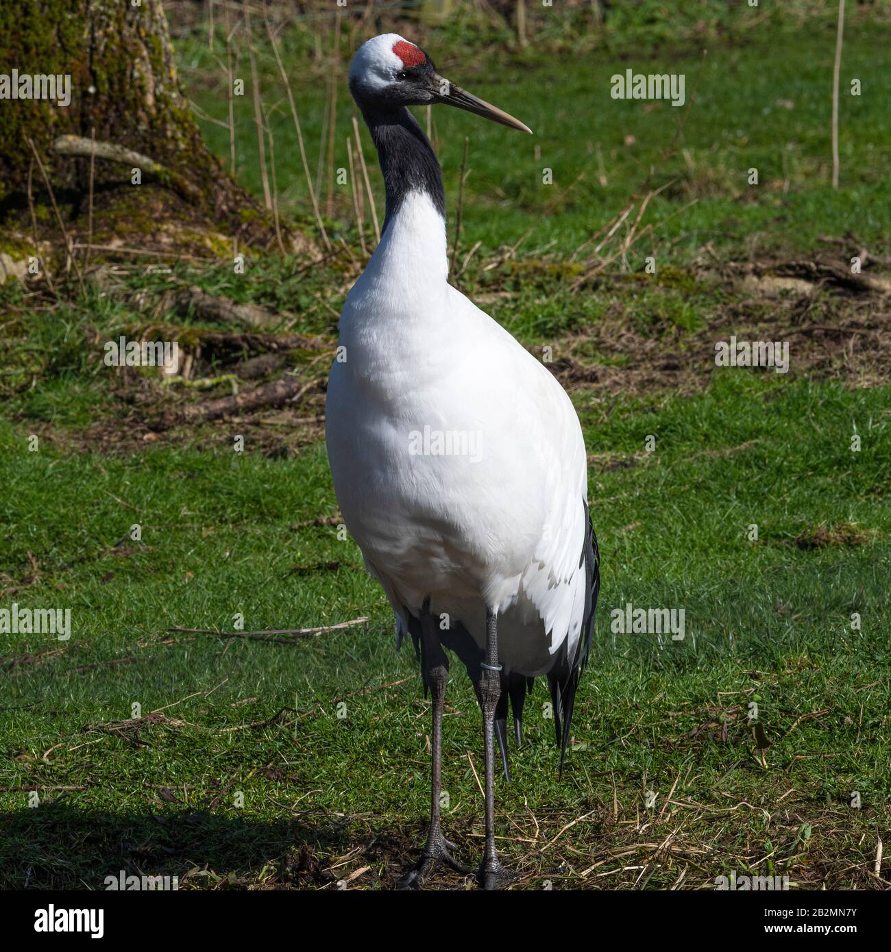 A Tall Adult Common Crane Standing in a Meadow at Martin Mere Wetland ...