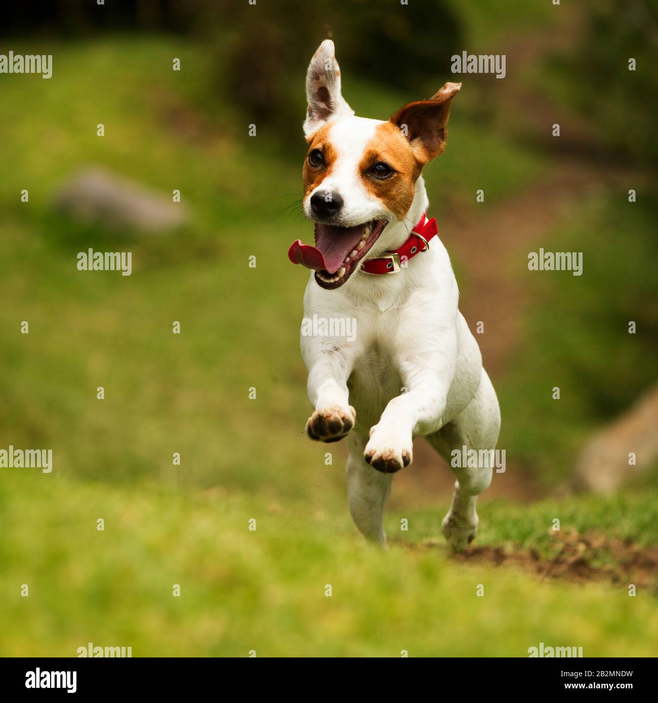 Laughing Dog Race To The Camera Low Angle High Speed Shot Stock Photo ...