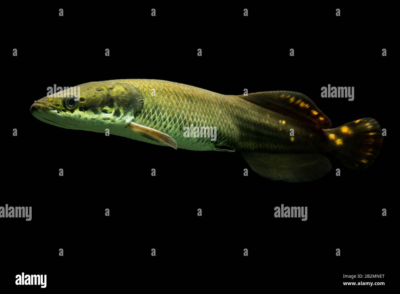 Baby Arapaima