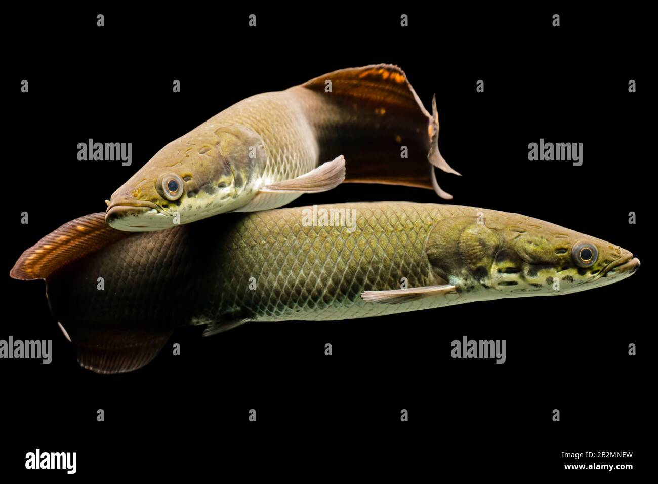Arapaima female hi-res stock photography and images - Alamy