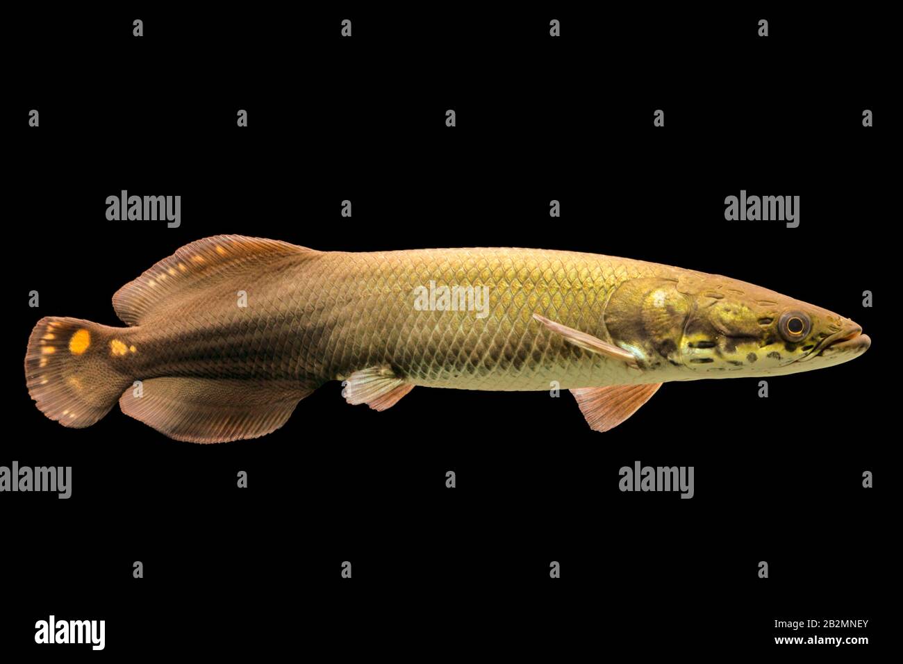 Arapaima leptosoma hi-res stock photography and images - Alamy