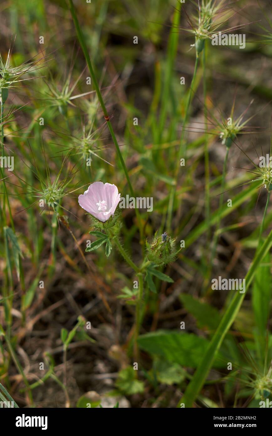 light pink flowers of Althea hirsuta plant Stock Photo - Alamy