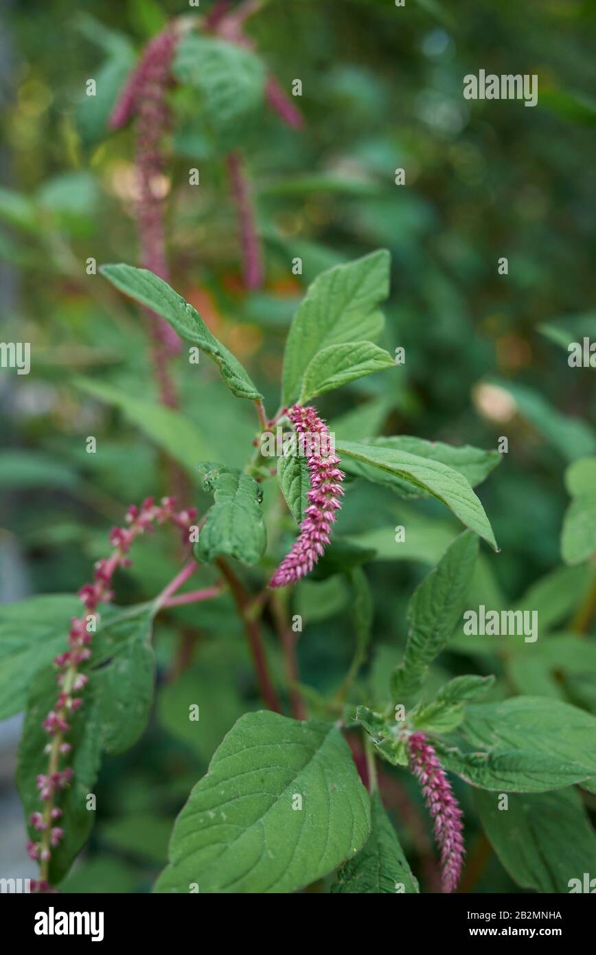 red pendant inflorescence of Amaranthus caudatus plant Stock Photo - Alamy
