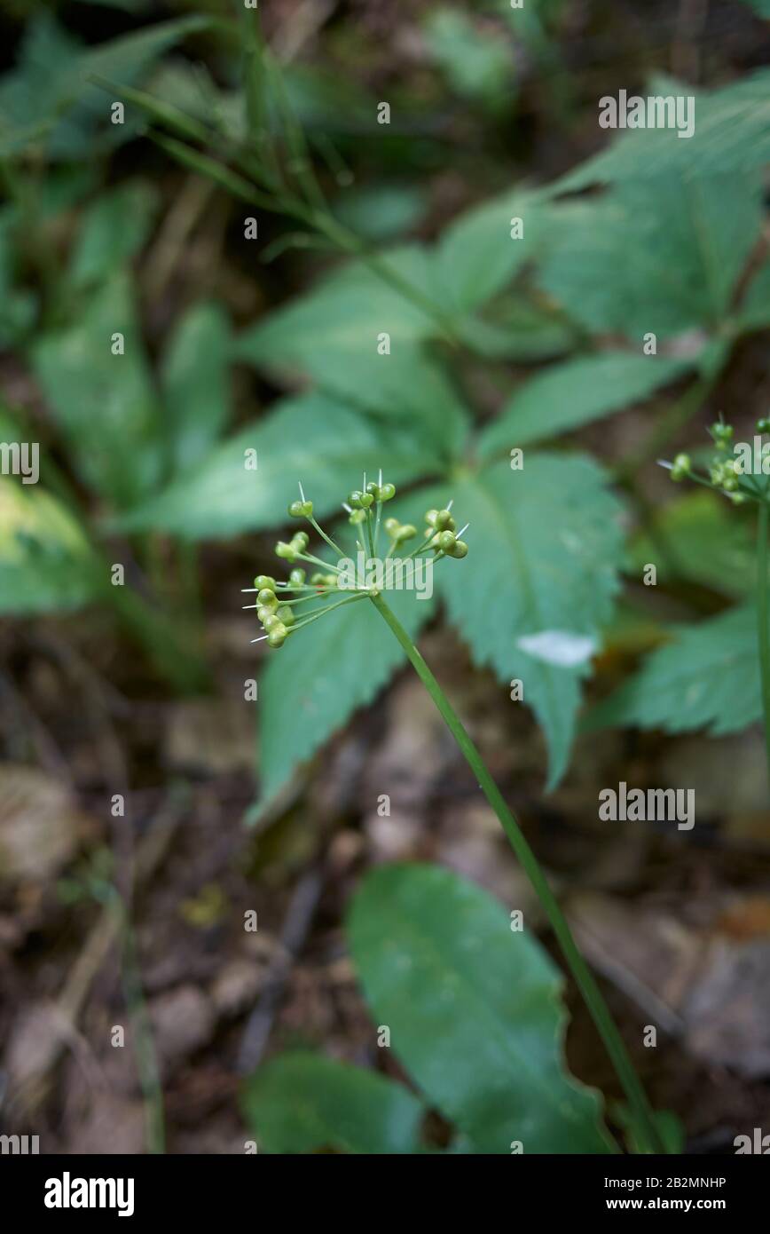 uncultivated plants of Allium ursinum Stock Photo - Alamy