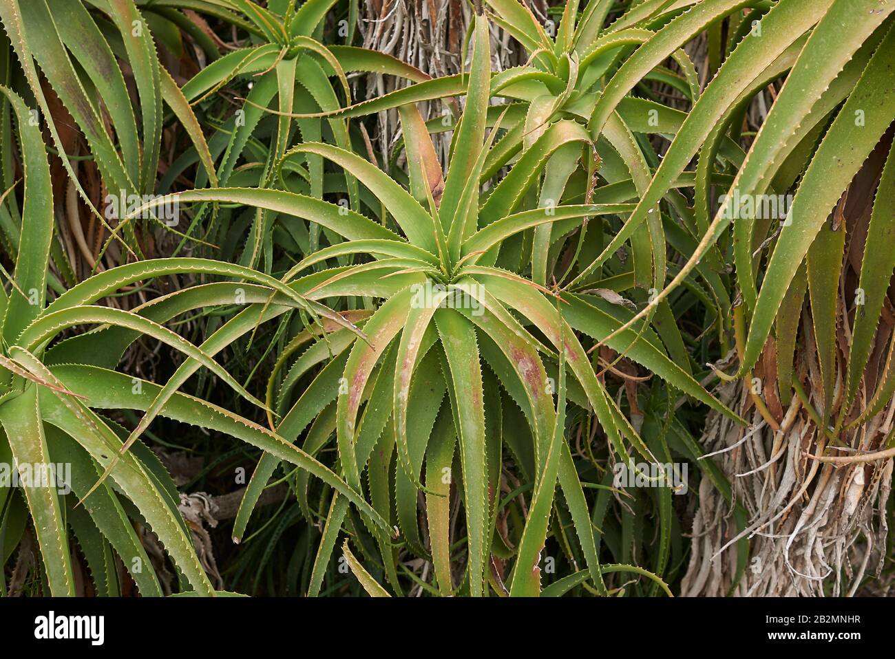 green succulent plants of Aloe arborescens in sicily Stock Photo - Alamy