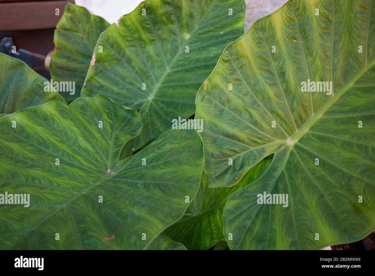 Close up colocasia texture hi-res stock photography and images - Alamy