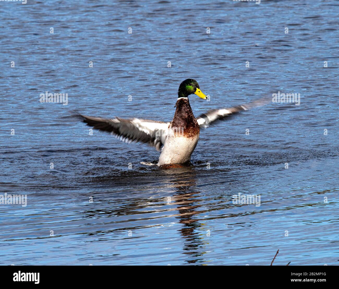 Male Mallard Duck Taking Off from Water at Martin Mere Wetland Centre ...
