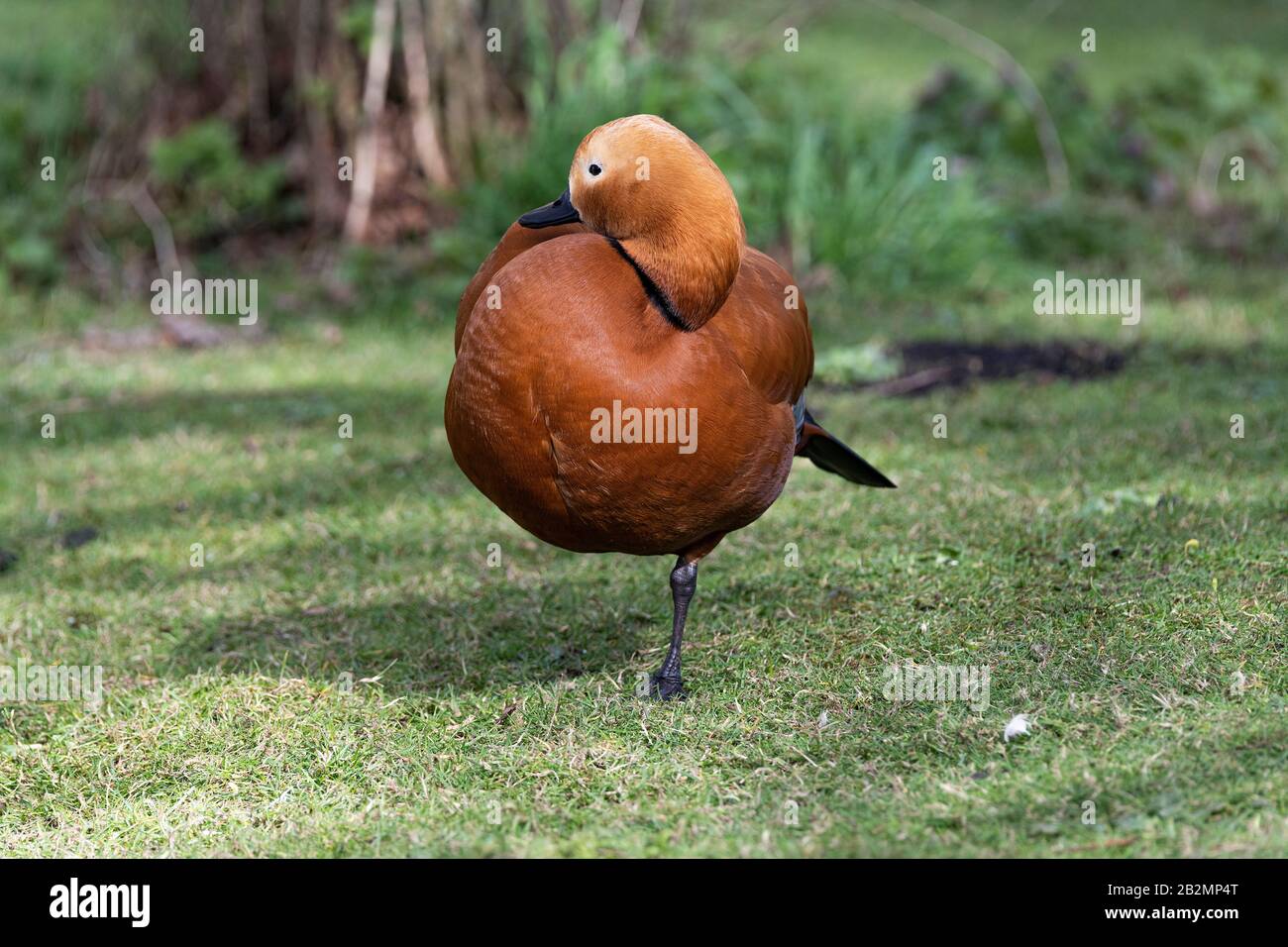 One leg standing duck hi-res stock photography and images - Alamy
