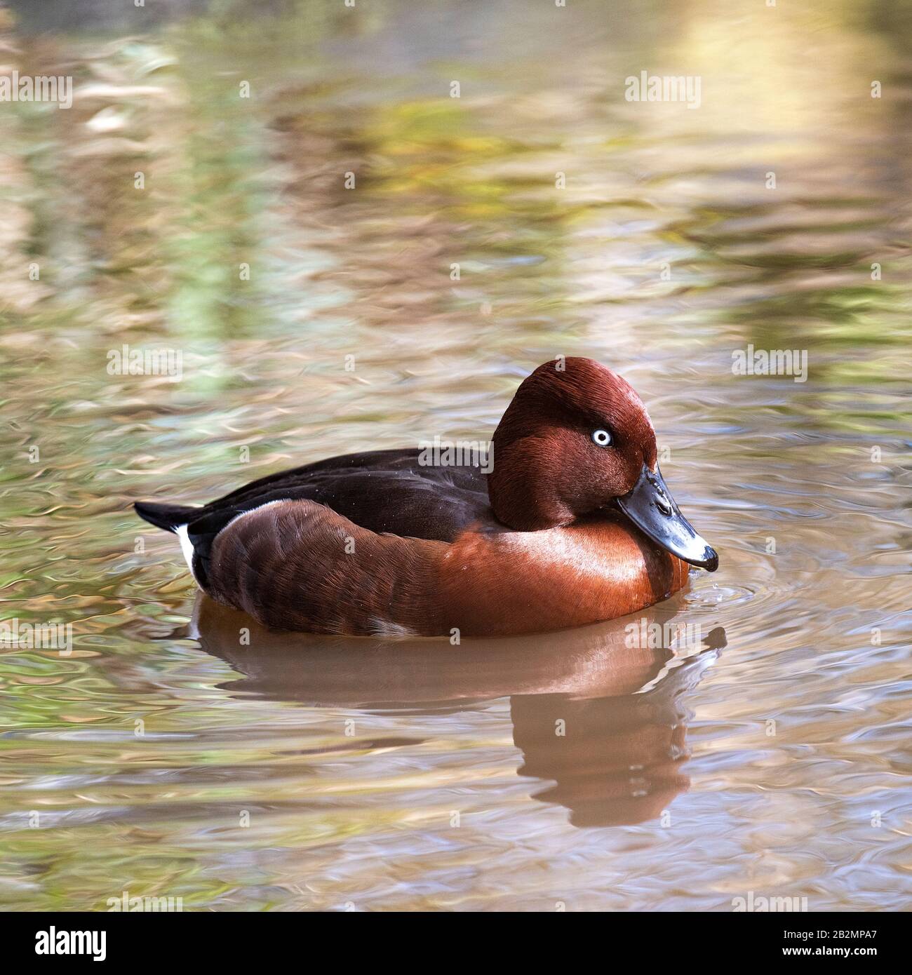 Colourful Ferruginous Duck on Water at Martin Mere Wetland Centre near ...