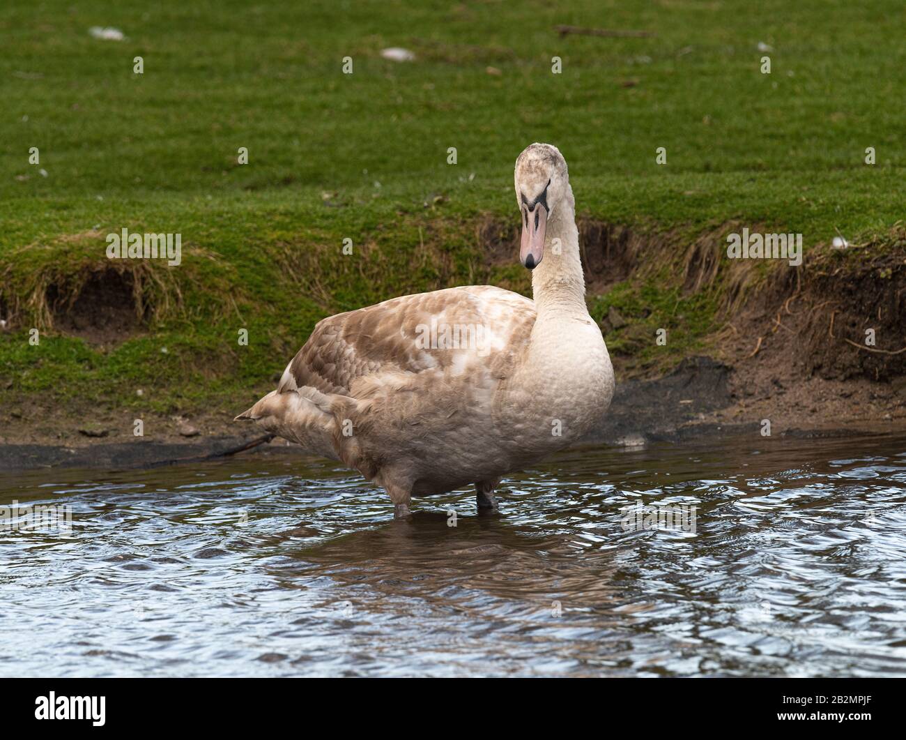 A First Year Mute Swan in Winter Colours at Martin Mere Wetland Centre ...