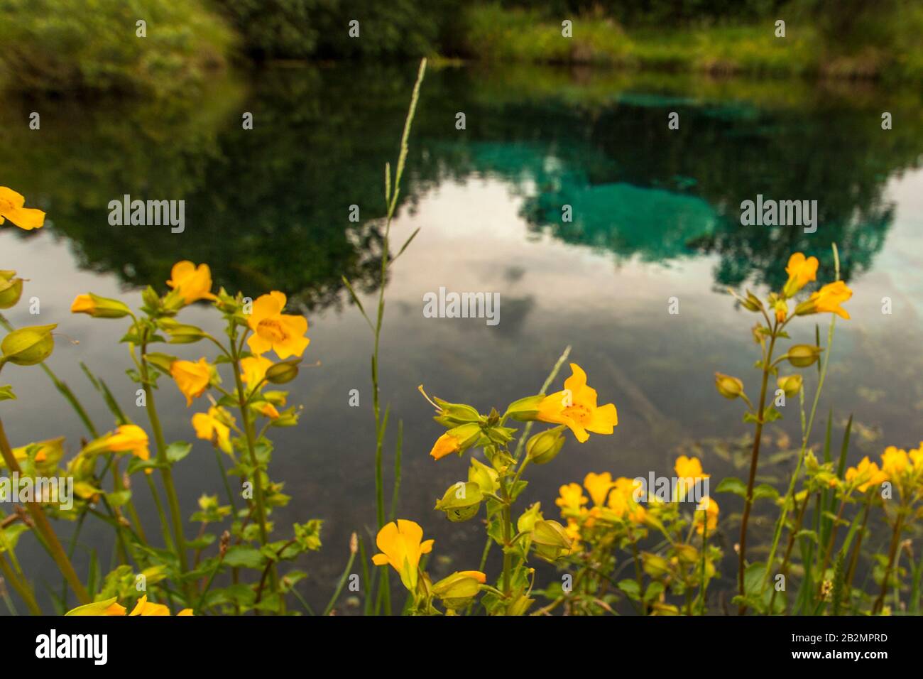 Blue water source coming up at the bottom of a small lake Stock Photo ...