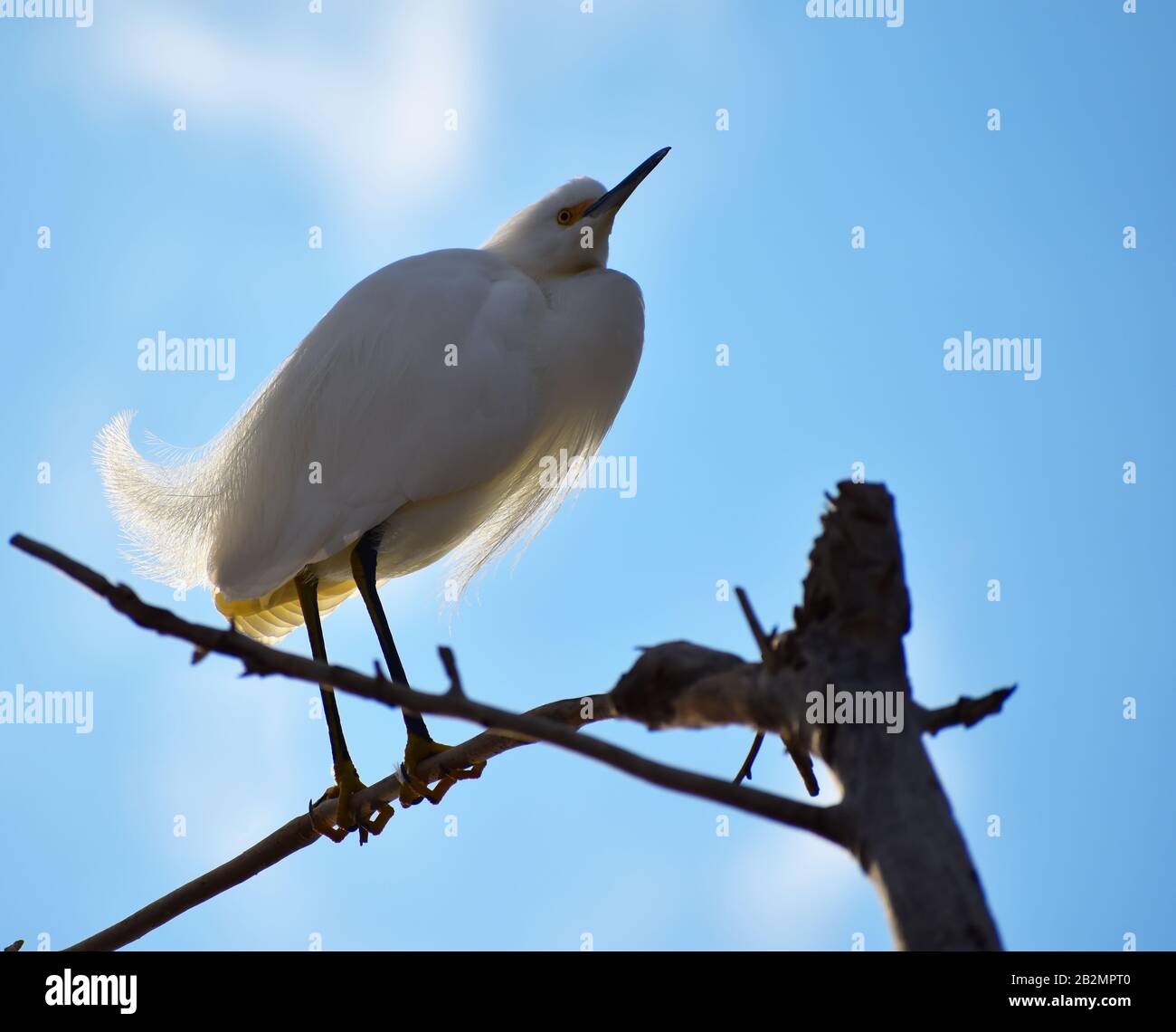 Great white egret family hi-res stock photography and images - Alamy