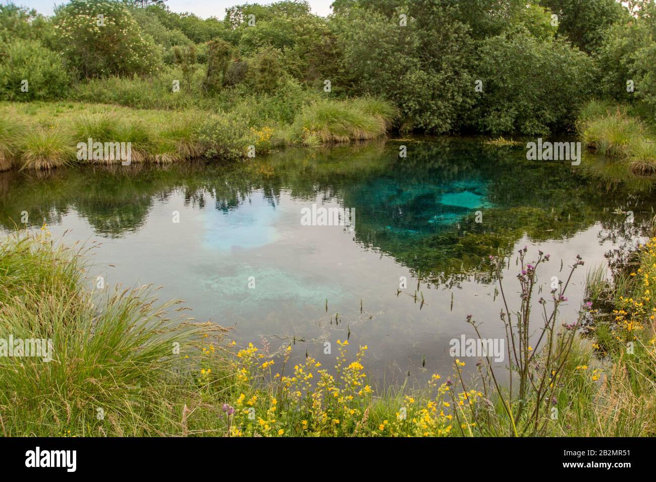 Fresh water ecosystem hi-res stock photography and images - Alamy