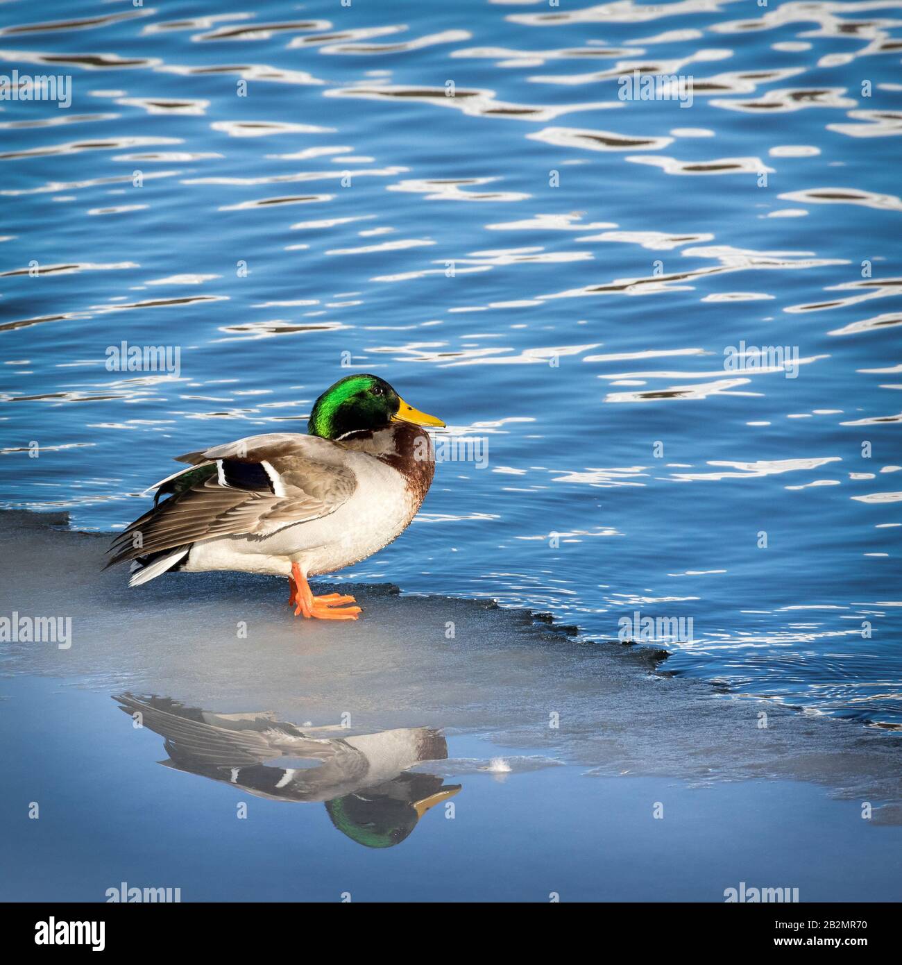 Duck on the shore hi-res stock photography and images - Alamy