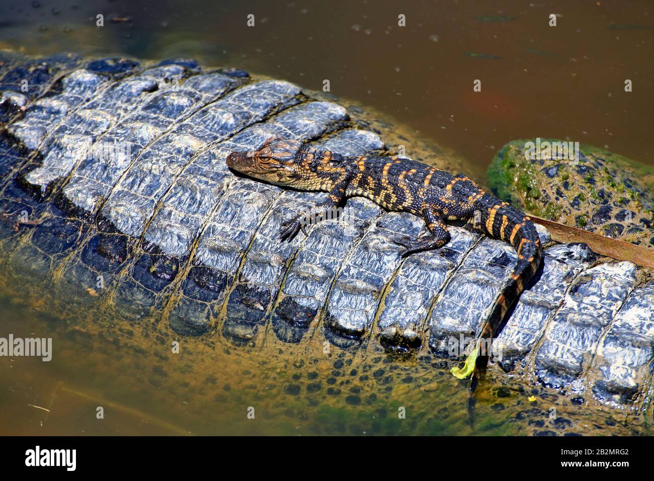 Adult alligators hi-res stock photography and images - Alamy