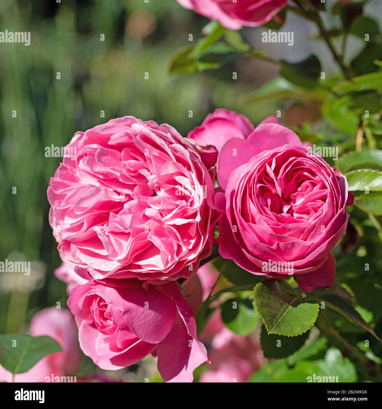 Noble of flowers hi-res stock photography and images - Alamy
