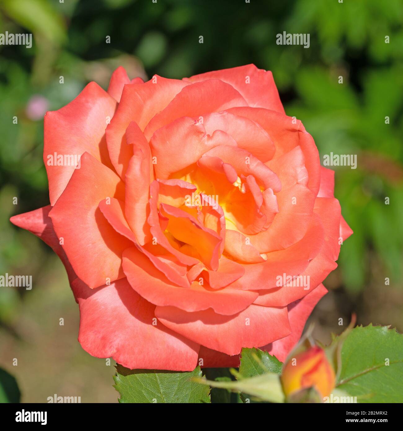 Blooming noble roses in the garden Stock Photo - Alamy