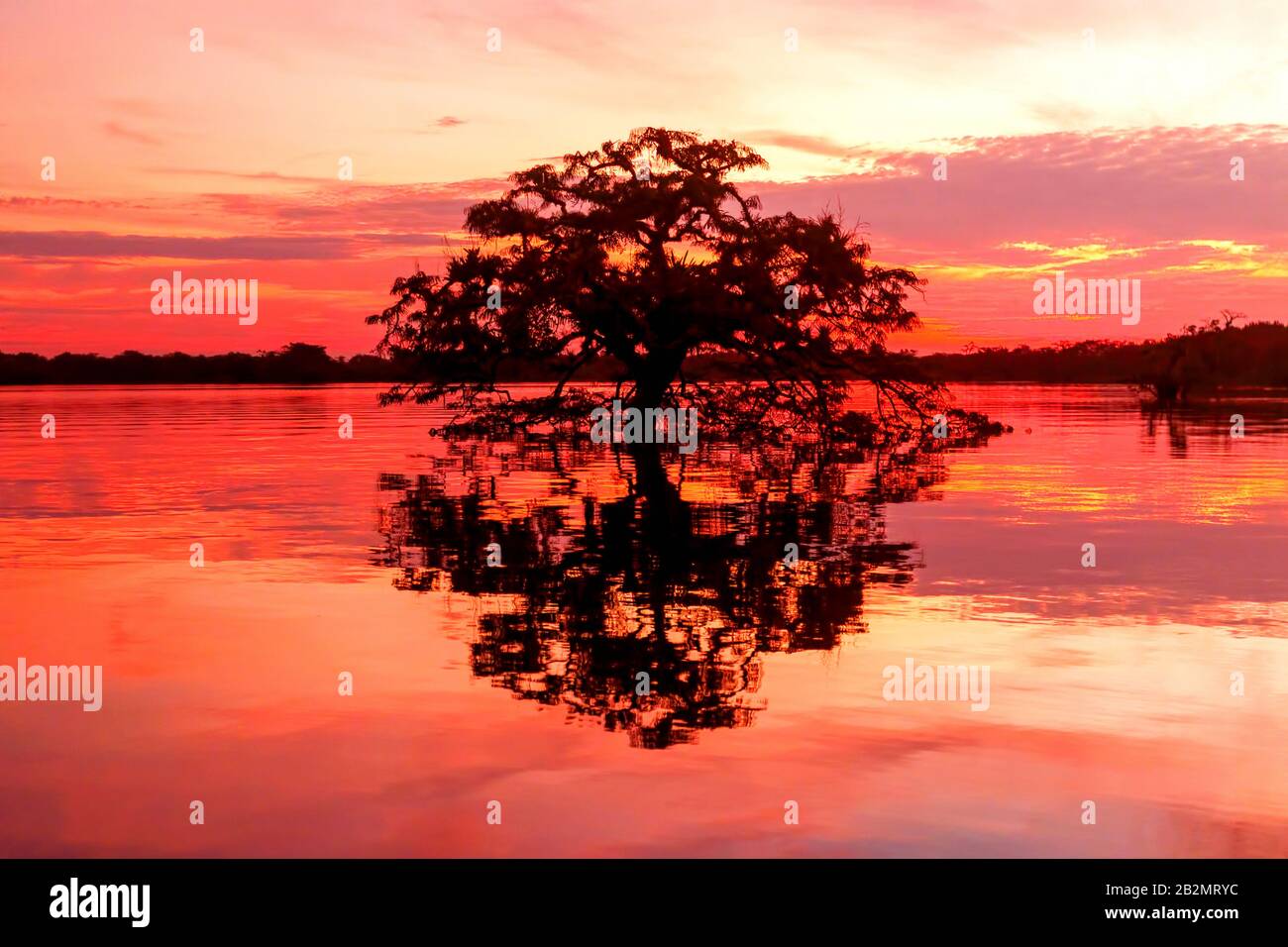 Scenic View With A Tree Forming Pure Circle With His Shadow On Pond ...