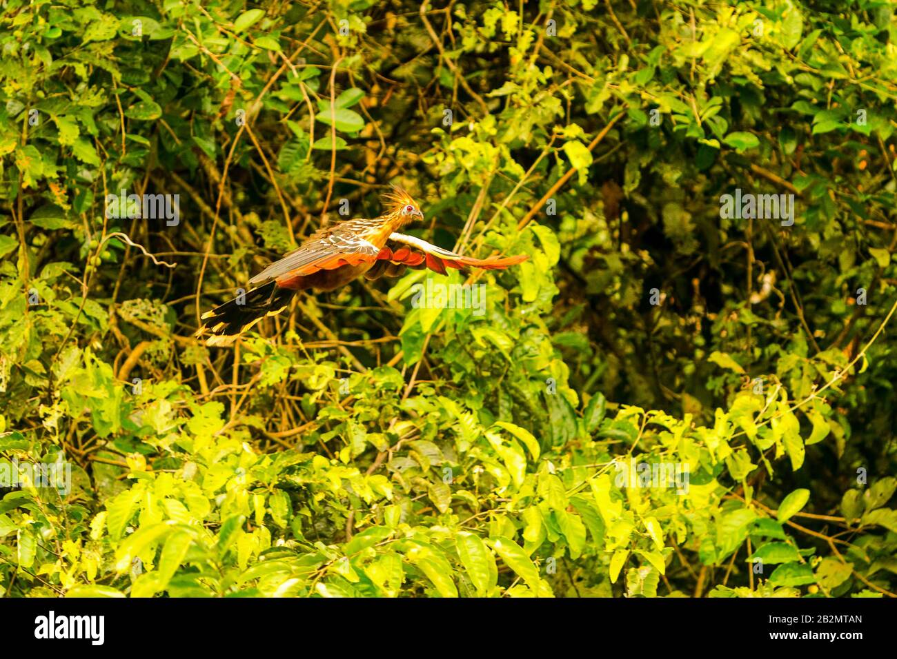 Hoatzin Bird In Flight Against Typical Vegetation Cuyabeno National ...