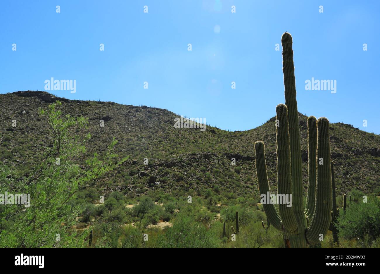 Southwestern cactus on the prairie Stock Photo - Alamy
