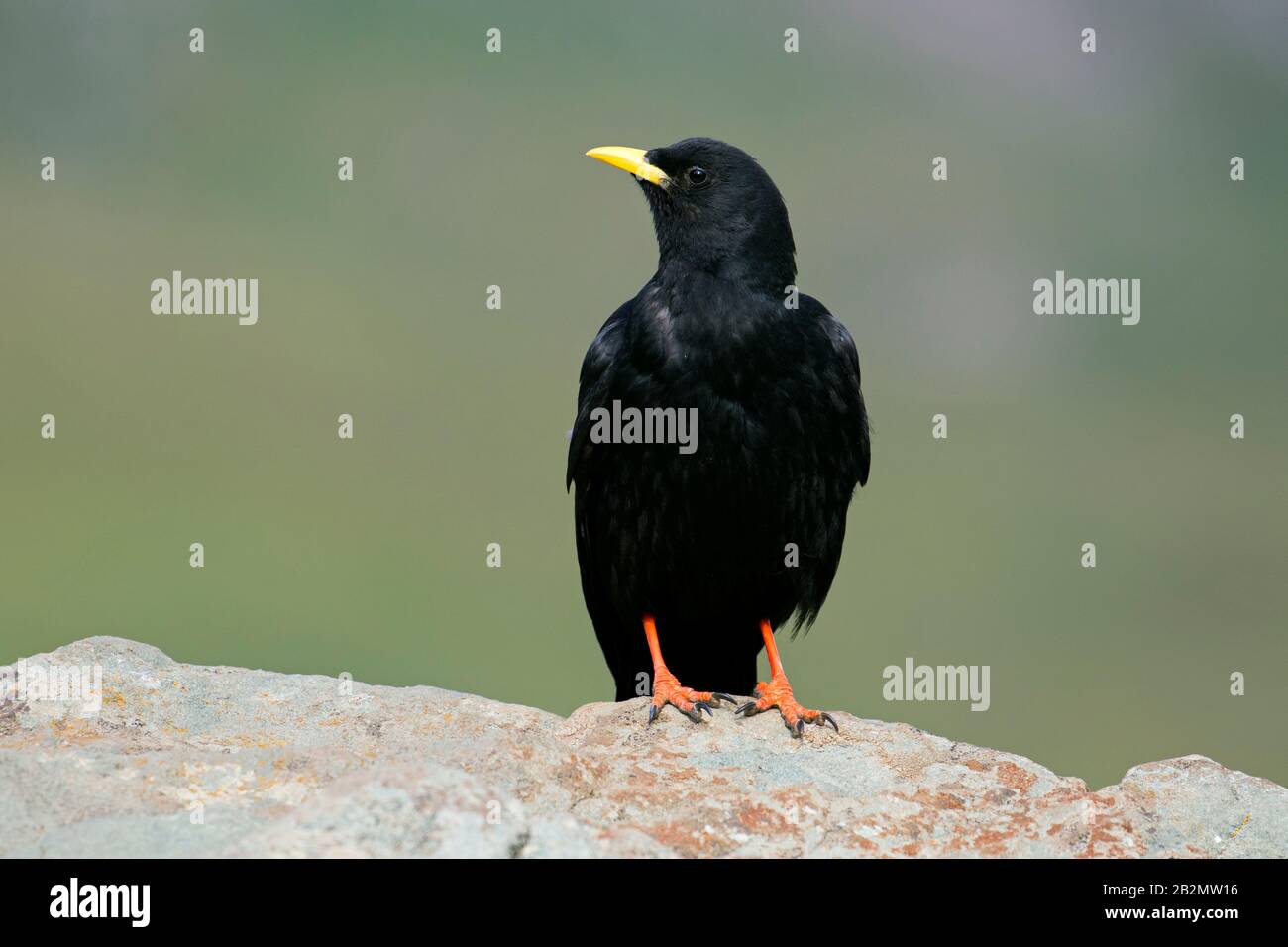Alpine chough / yellow-billed chough (Pyrrhocorax graculus) in the ...