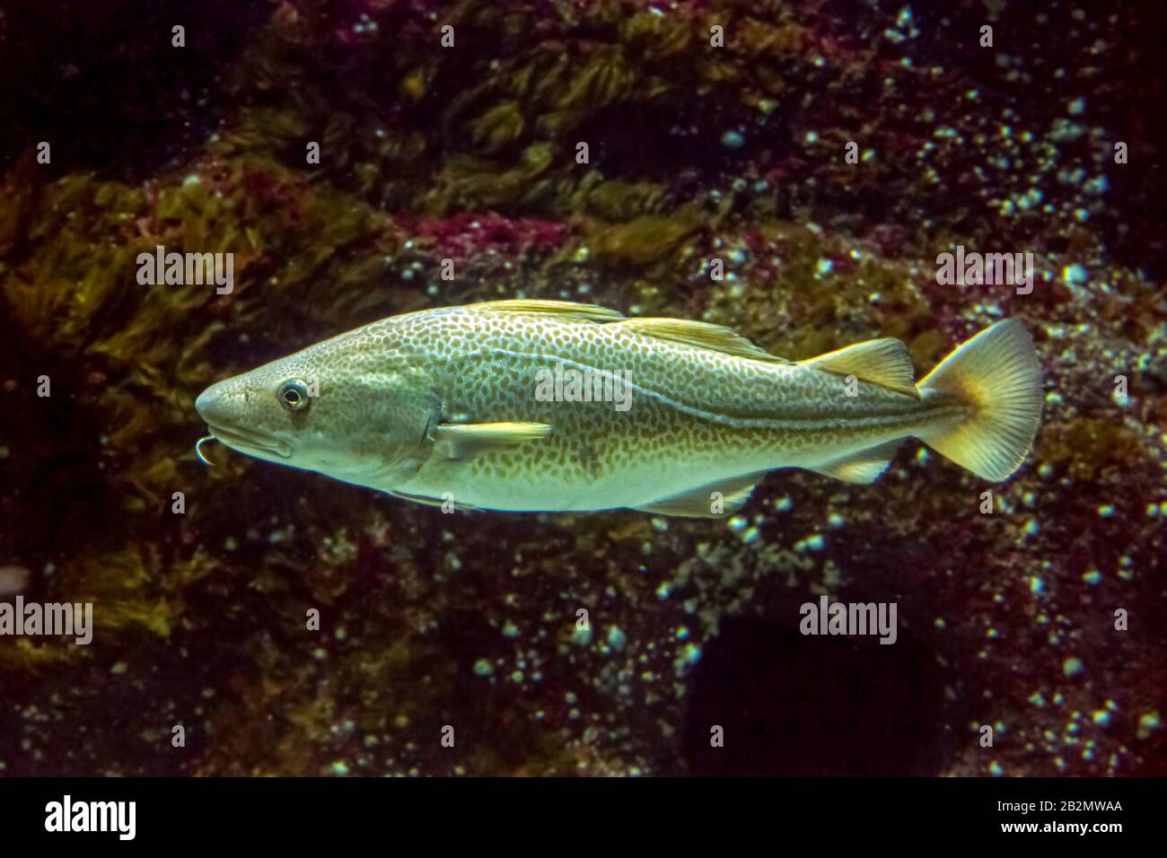 Atlantic cod underwater hi-res stock photography and images - Alamy