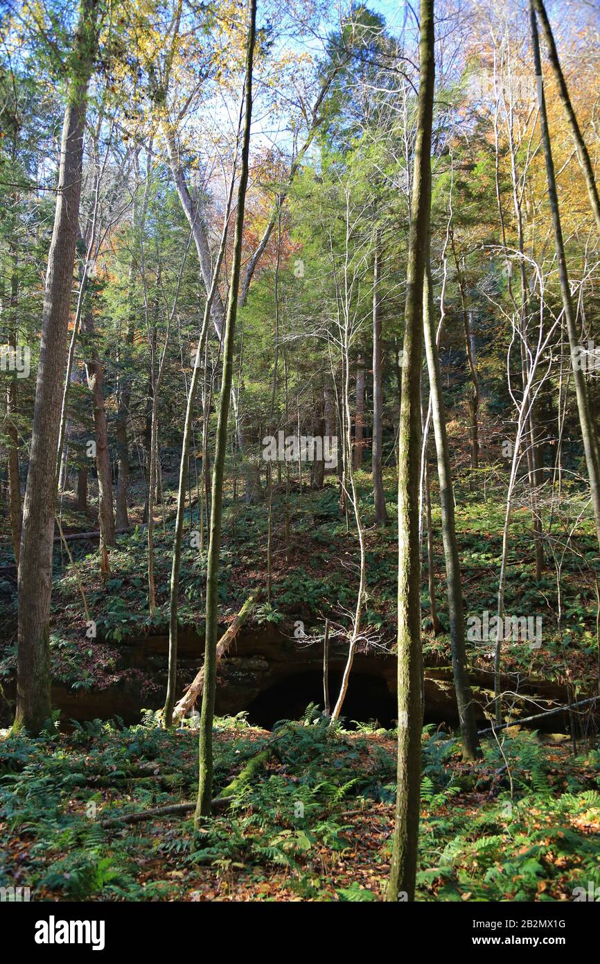 Valley in the dense forest Stock Photo - Alamy