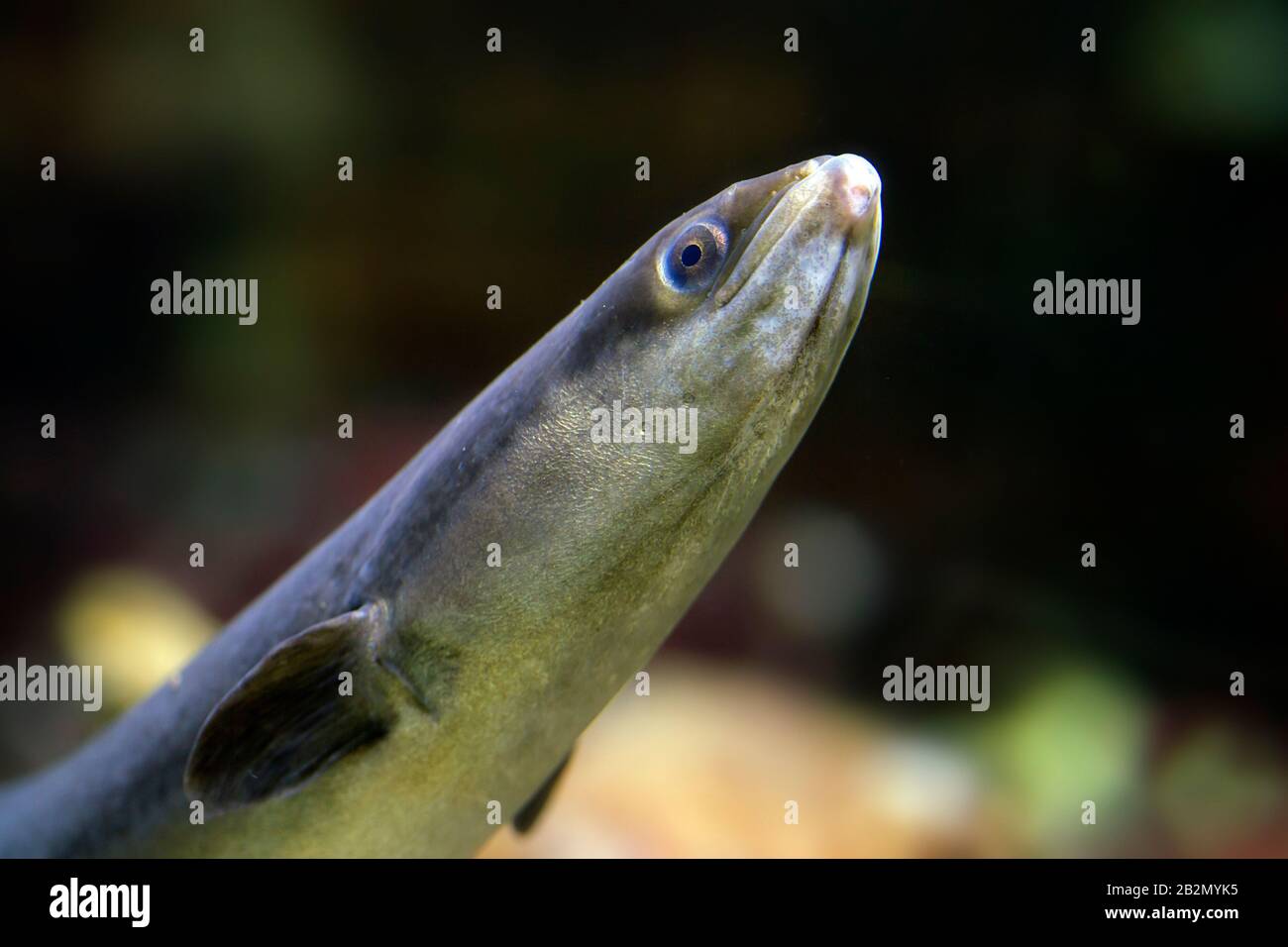 European eel (Anguilla anguilla / Muraena anguilla) swimming underwater ...