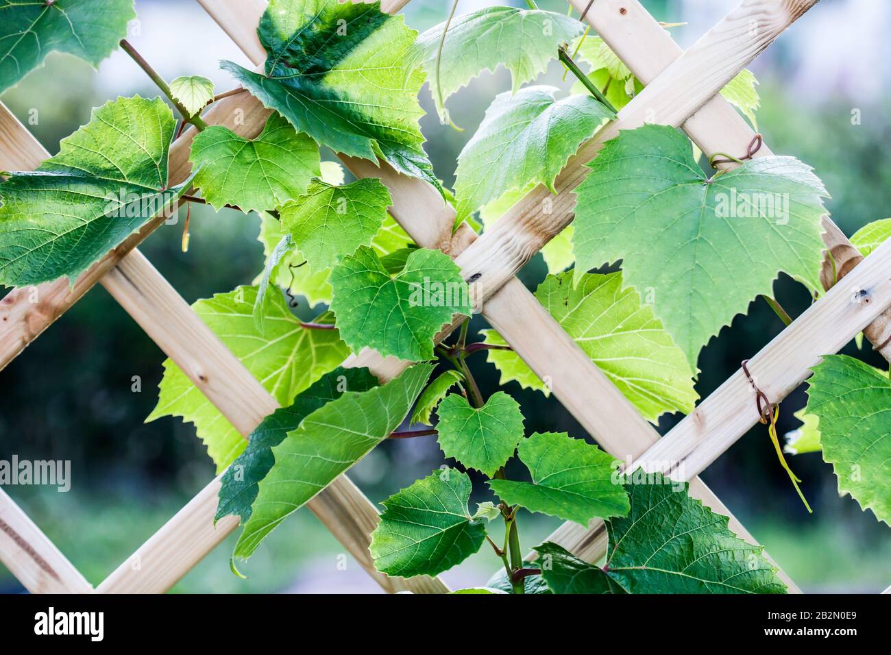 Growing grapes in home garden Stock Photo - Alamy