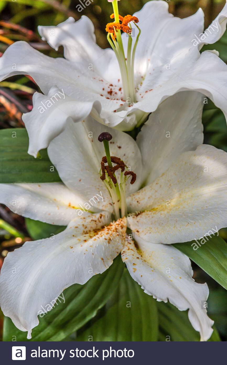 White Bull High Resolution Stock Photography and Images - Alamy