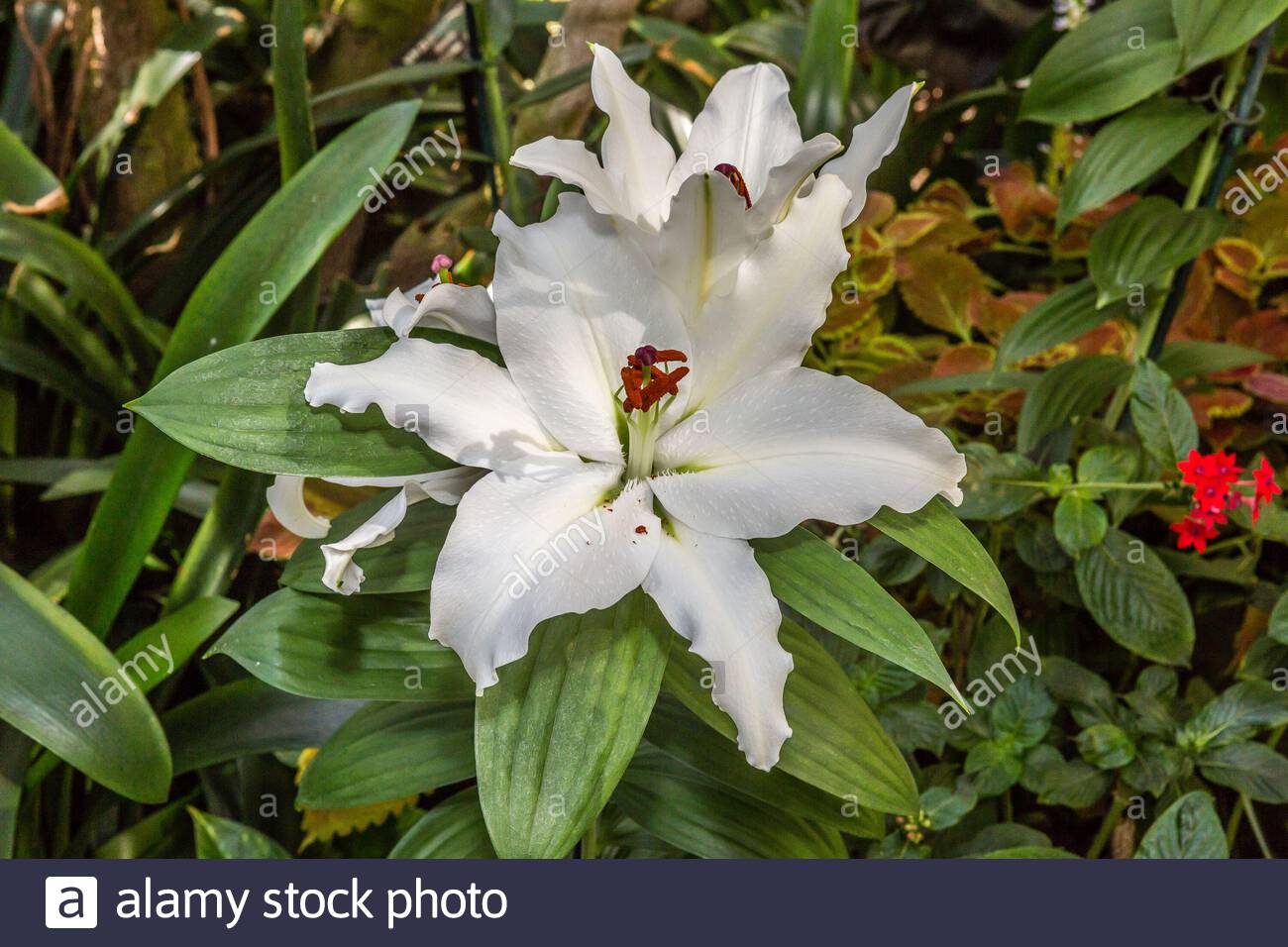 White Bull High Resolution Stock Photography and Images - Alamy