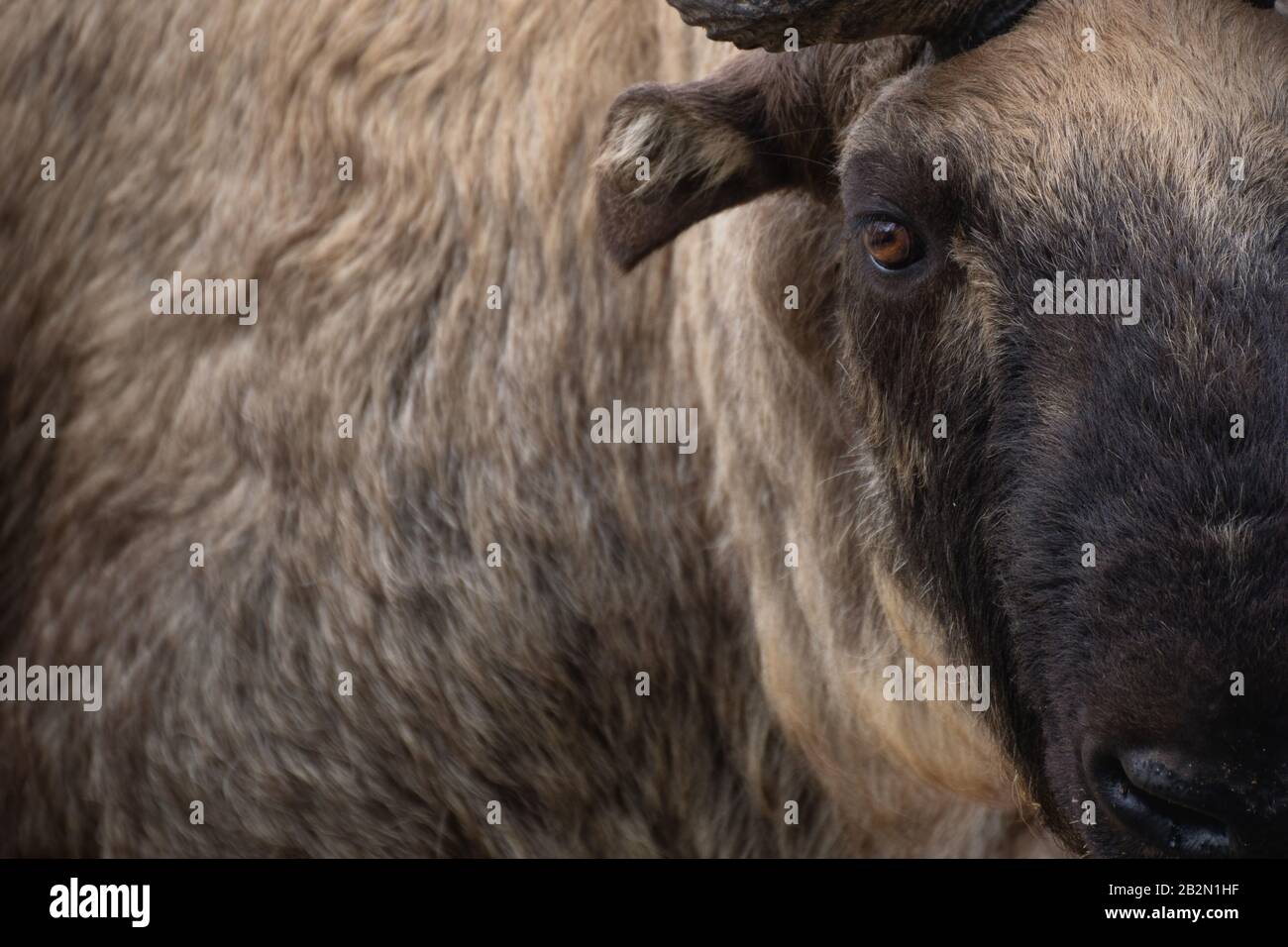 Beautiful eye and hair of the face of a male mishmi takin Stock Photo ...