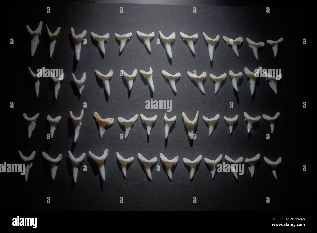 Shark teeth rows hi-res stock photography and images - Alamy