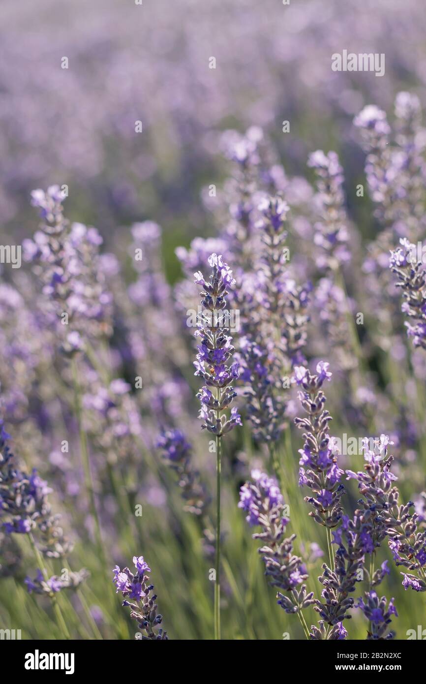 Spike lavender (lavandula latifolia) hi-res stock photography and ...