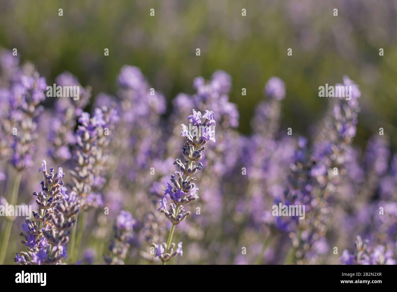 Spike lavender (lavandula latifolia) hi-res stock photography and ...