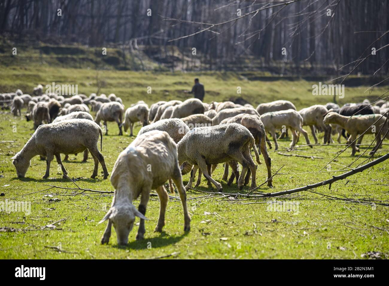 Sheep following shepherd hi-res stock photography and images - Alamy