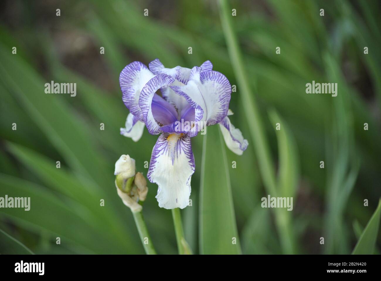 Iris Croatica High Resolution Stock Photography and Images - Alamy