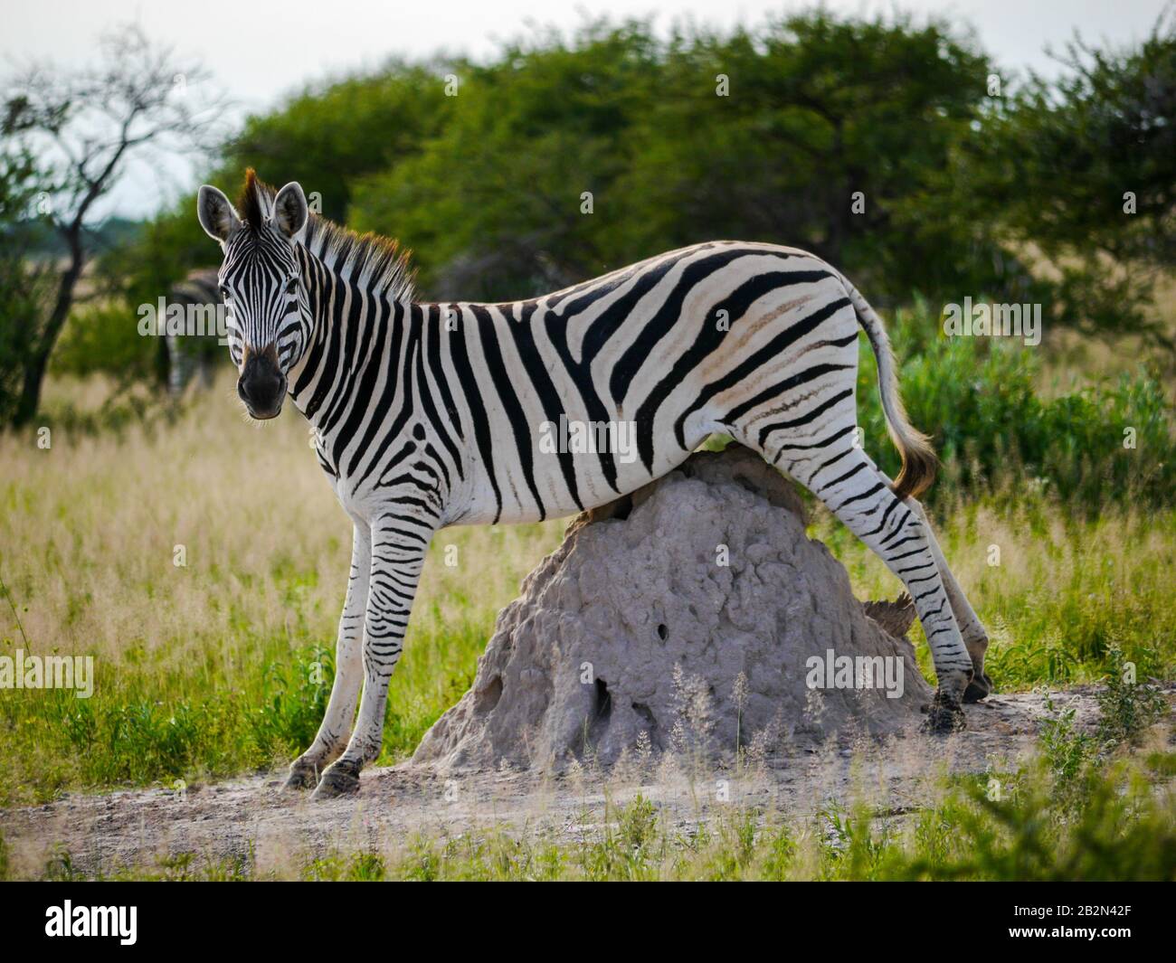 Itching belly hi-res stock photography and images - Alamy