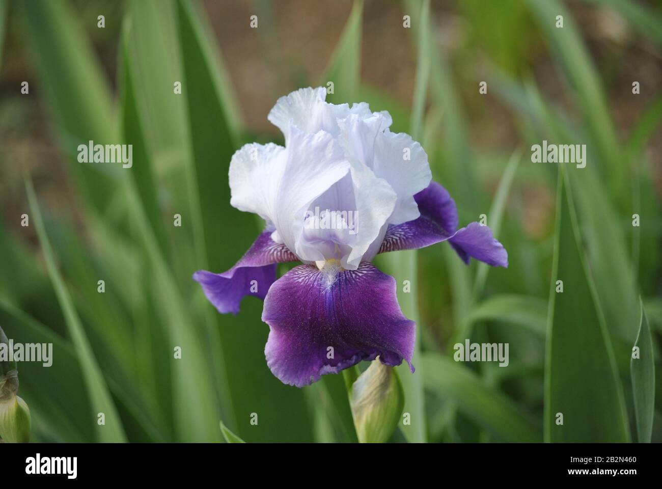 Iris croatica hi-res stock photography and images - Alamy
