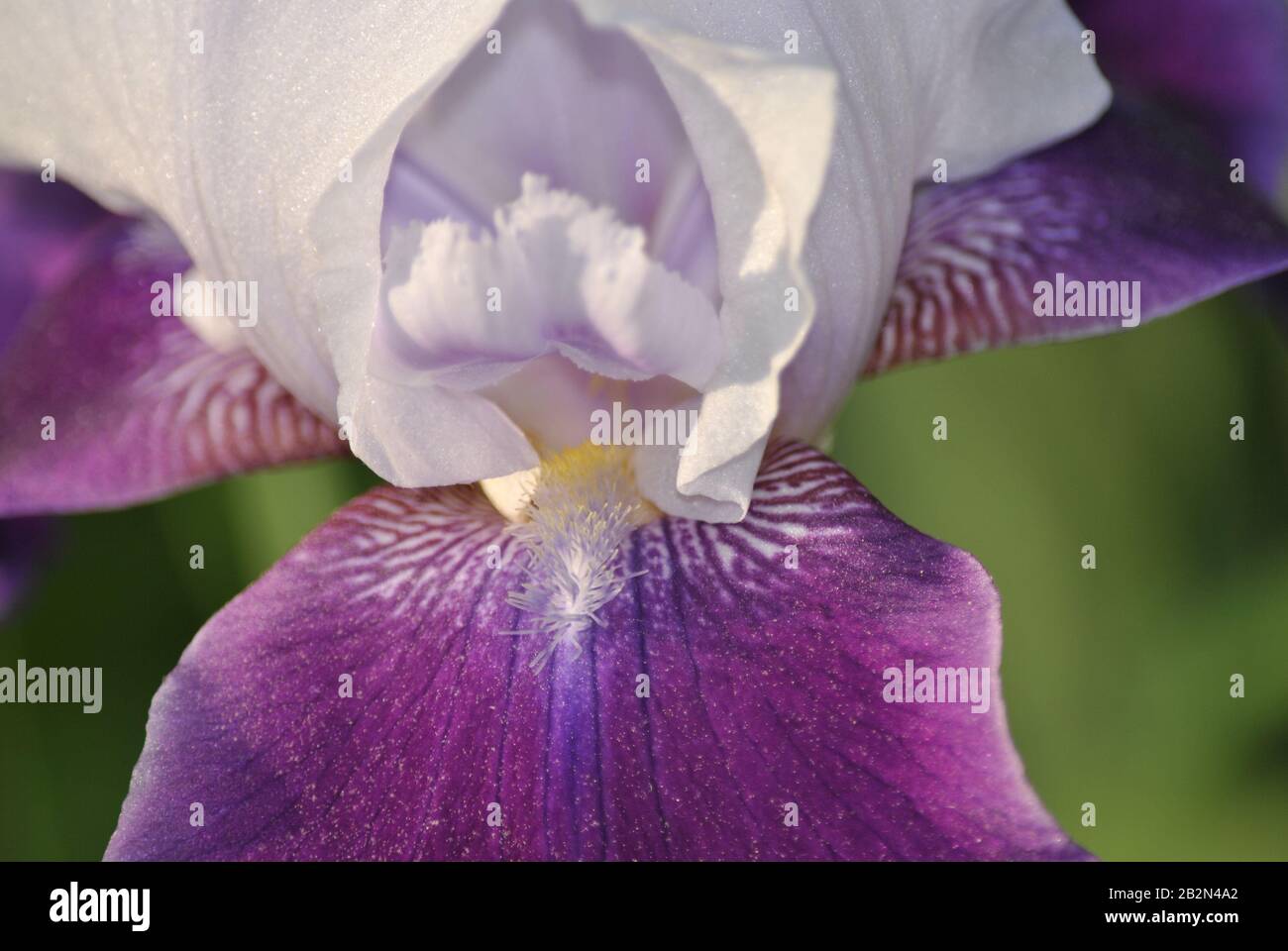 Bearded iris rhizomes hi-res stock photography and images - Alamy
