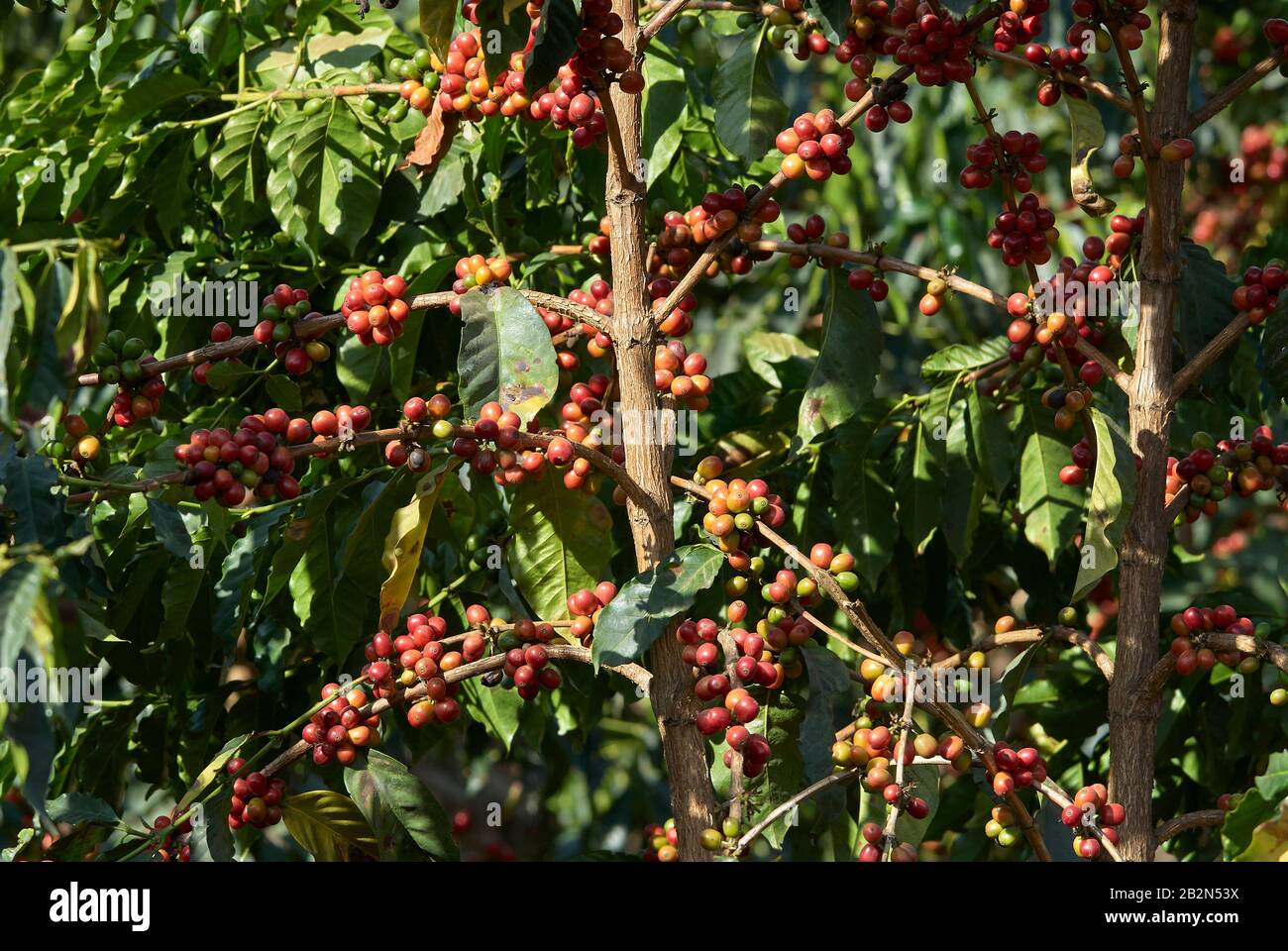 A Arabian coffee bush with abundant fruit Stock Photo - Alamy