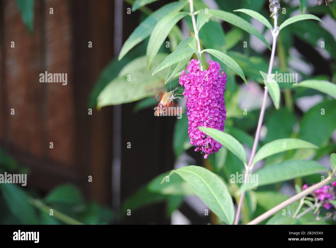 Hummingbird Moth on a purple butterfly bush Stock Photo - Alamy