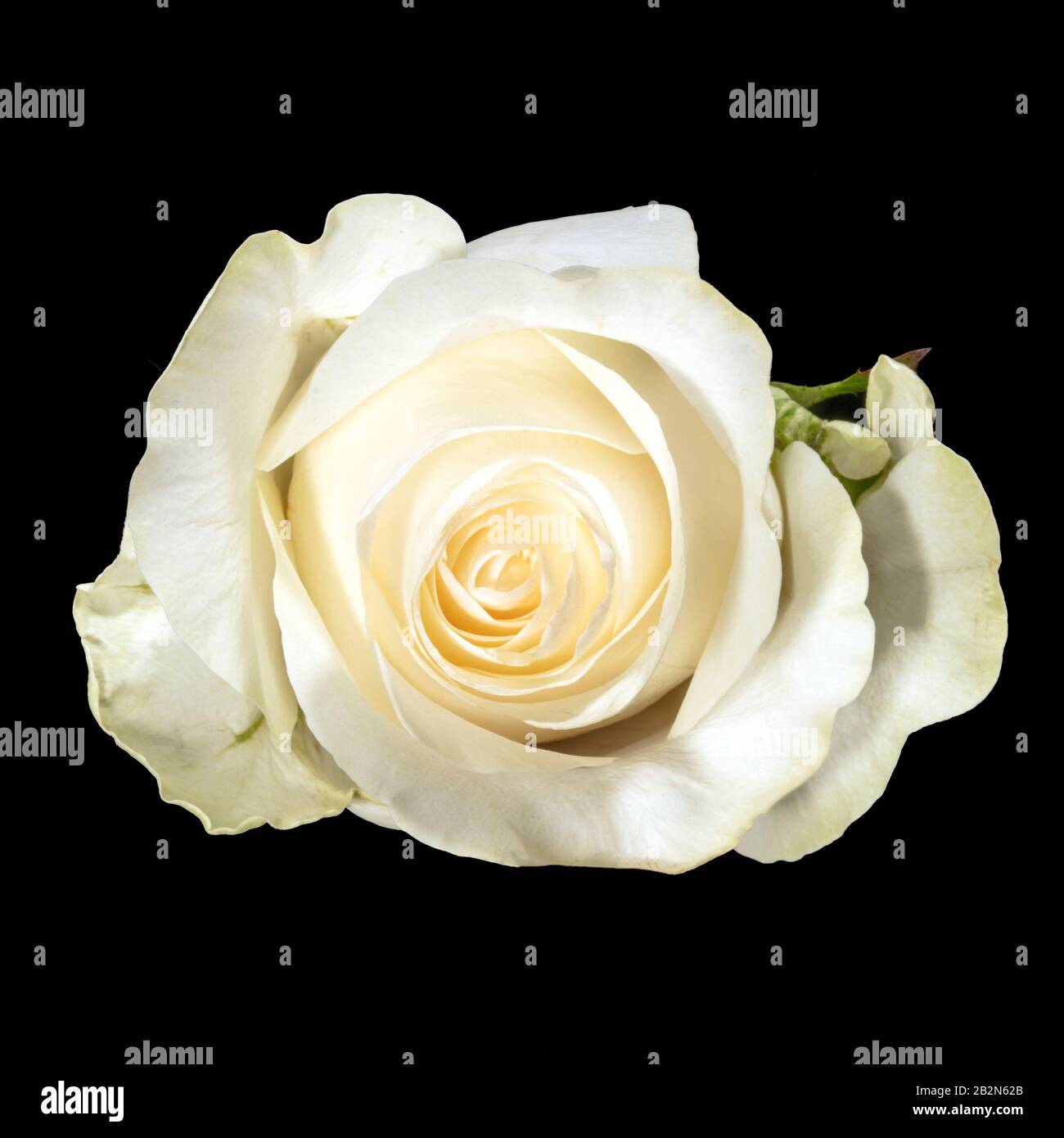 Colombian roses hi-res stock photography and images - Alamy