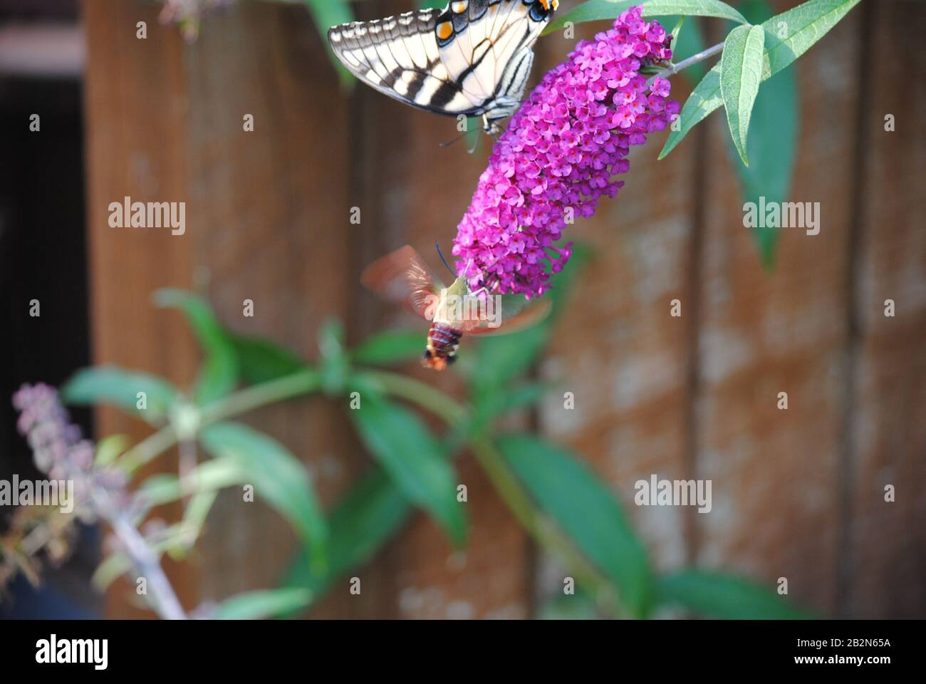 Hummingbird Moth on a purple butterfly bush Stock Photo - Alamy