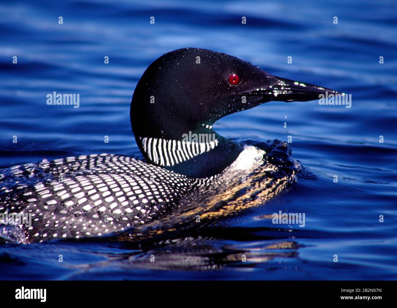 Common loon bird side view hi-res stock photography and images - Alamy