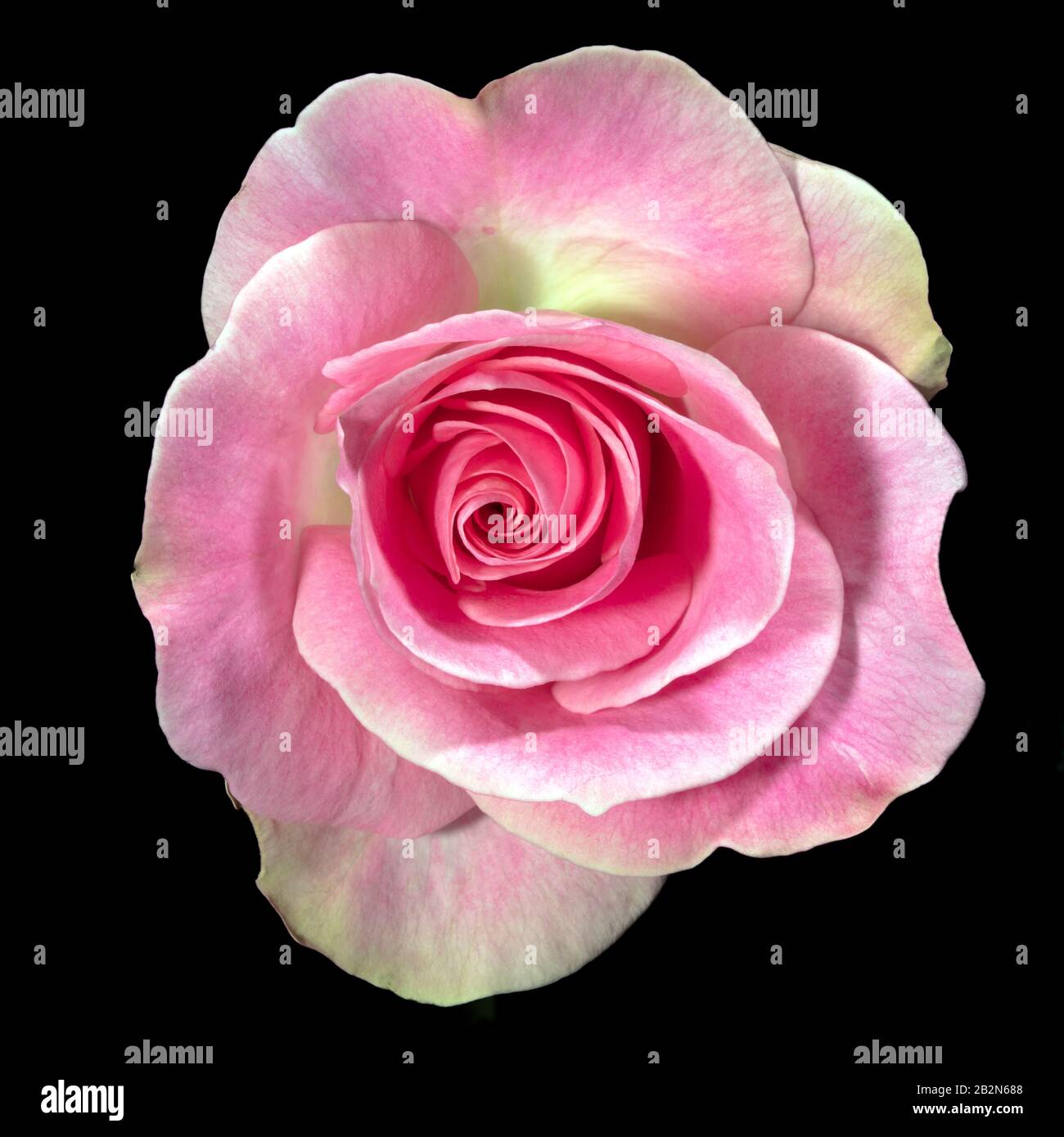 Colombian roses photographed in studio at Miami Stock Photo - Alamy