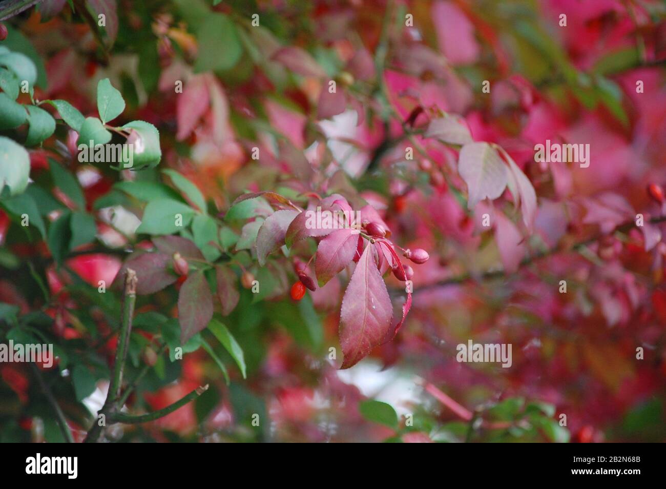 Dogwood tree turn red in hi-res stock photography and images - Alamy