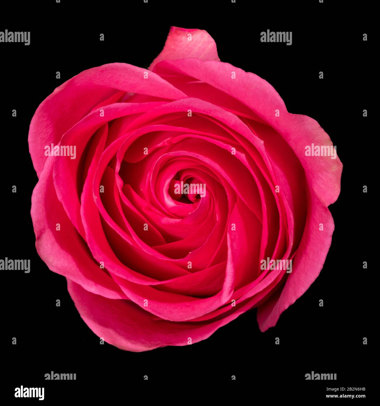 Colombian roses hi-res stock photography and images - Alamy