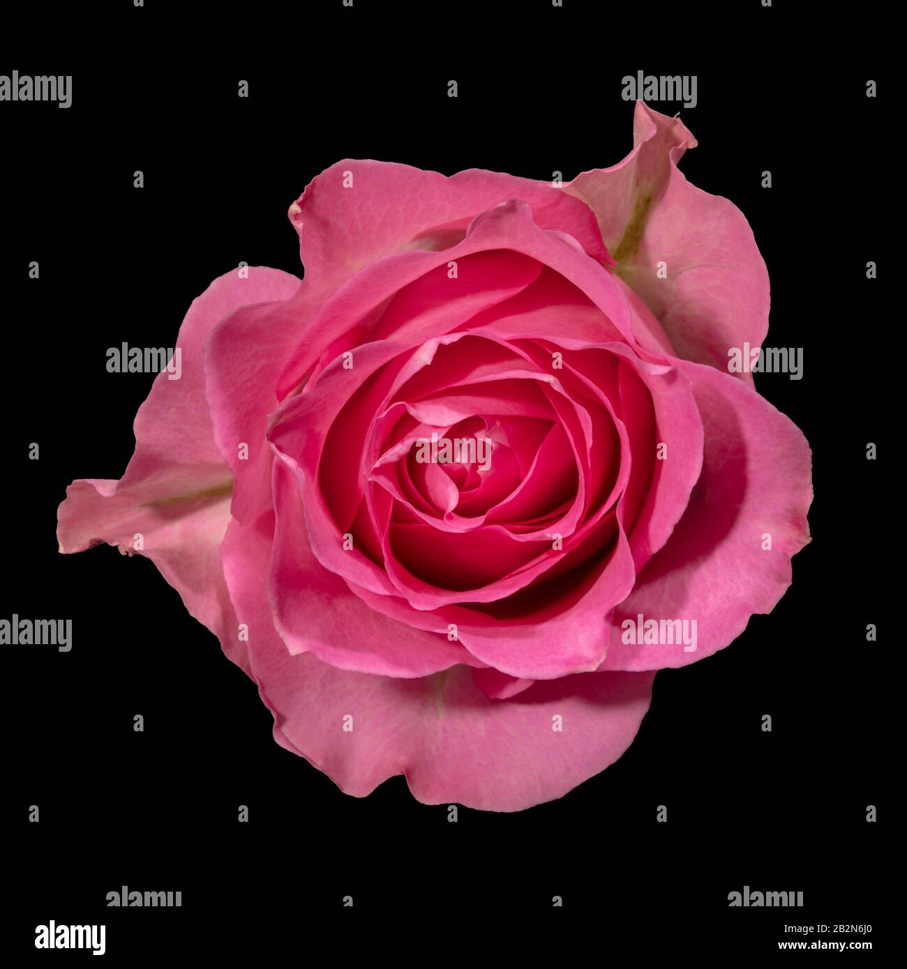 Colombian roses hi-res stock photography and images - Alamy